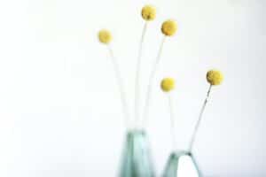 Best Ground Cover Plants To Walk On - Landscape Fix