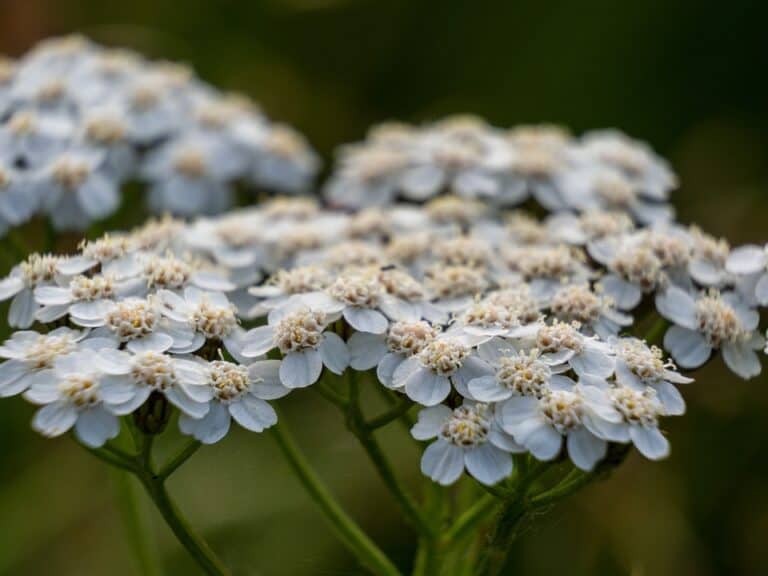 Best Ground Cover Plants to Prevent Weeds - Landscape Fix