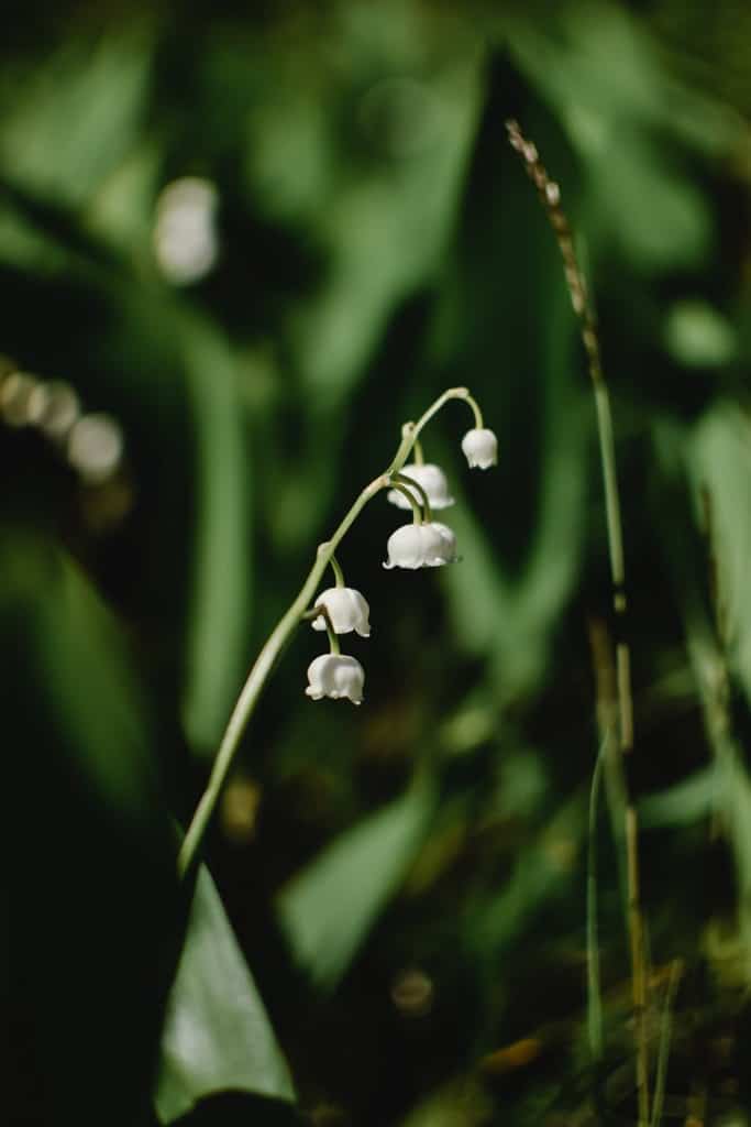 Best Ground Cover Plants to Prevent Weeds - Landscape Fix