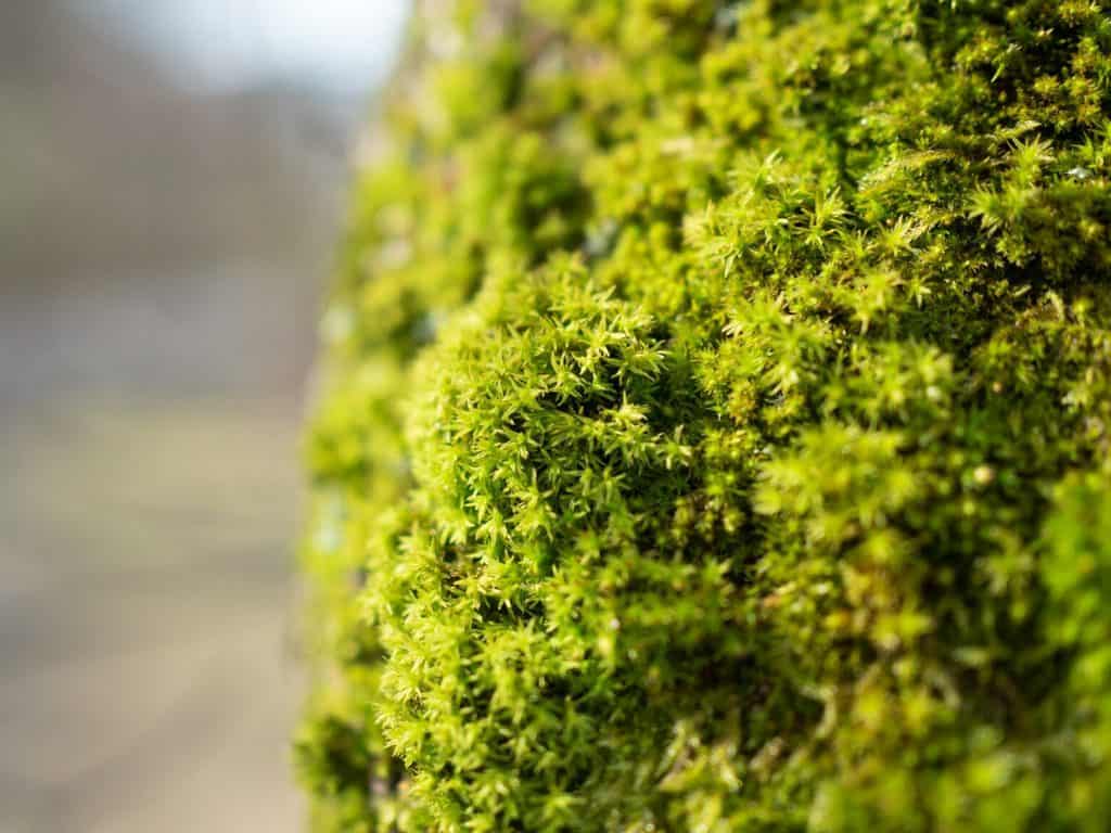 Best Ground Cover Plants To Walk On - Landscape Fix