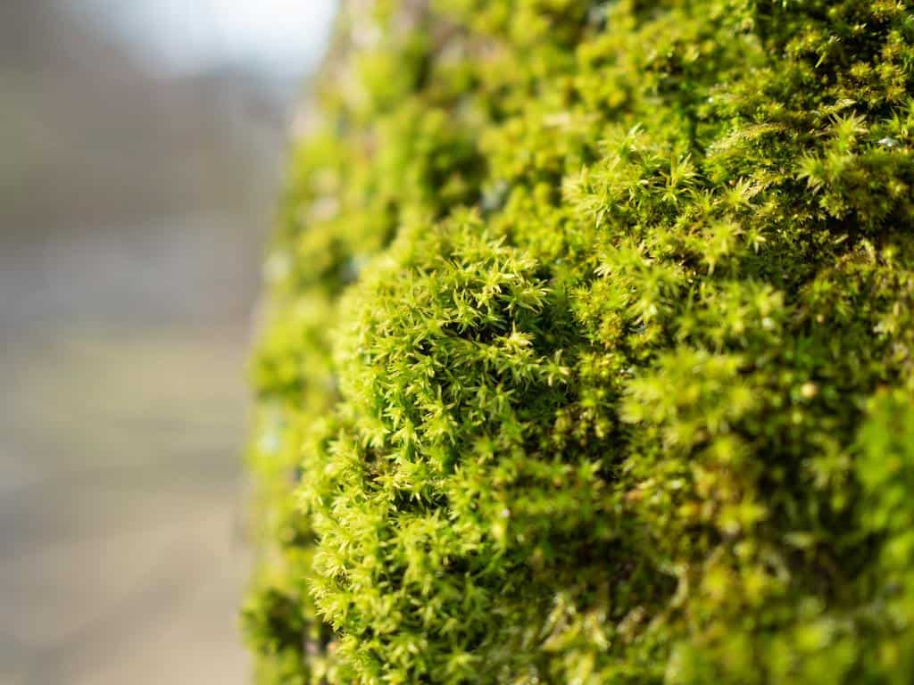 Best Ground Cover Plants To Walk On - Landscape Fix