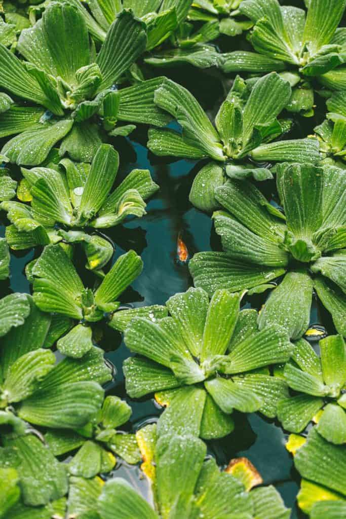 Aquatic Plants - Landscape Fix