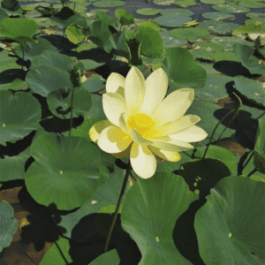 Aquatic Plant Functions and Types - Landscape Fix