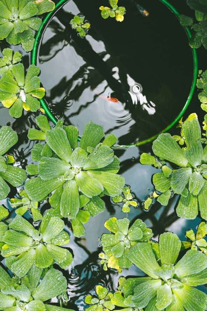 What is Pond Water Ecology? - Landscape Fix