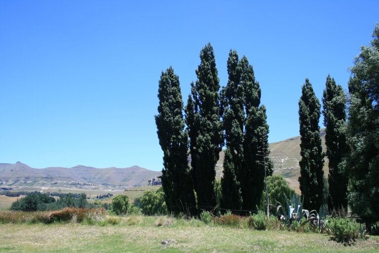 Tall Skinny Trees for Landscaping that Make Quite an Impact - Landscape Fix