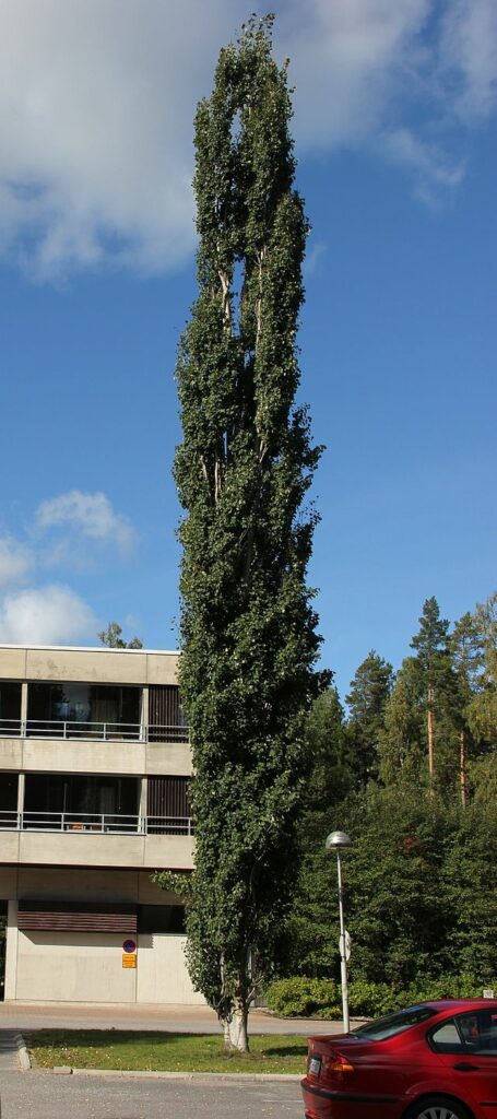 Tall Skinny Trees for Landscaping that Make Quite an Impact - Landscape Fix