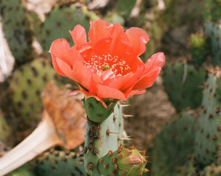 Flowering Desert Plants for Landscaping - Landscape Fix