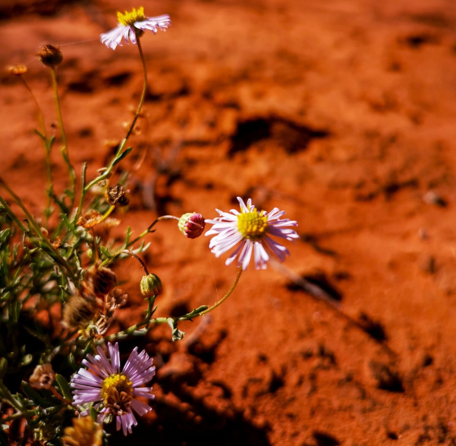 Flowering Desert Plants for Landscaping - Landscape Fix