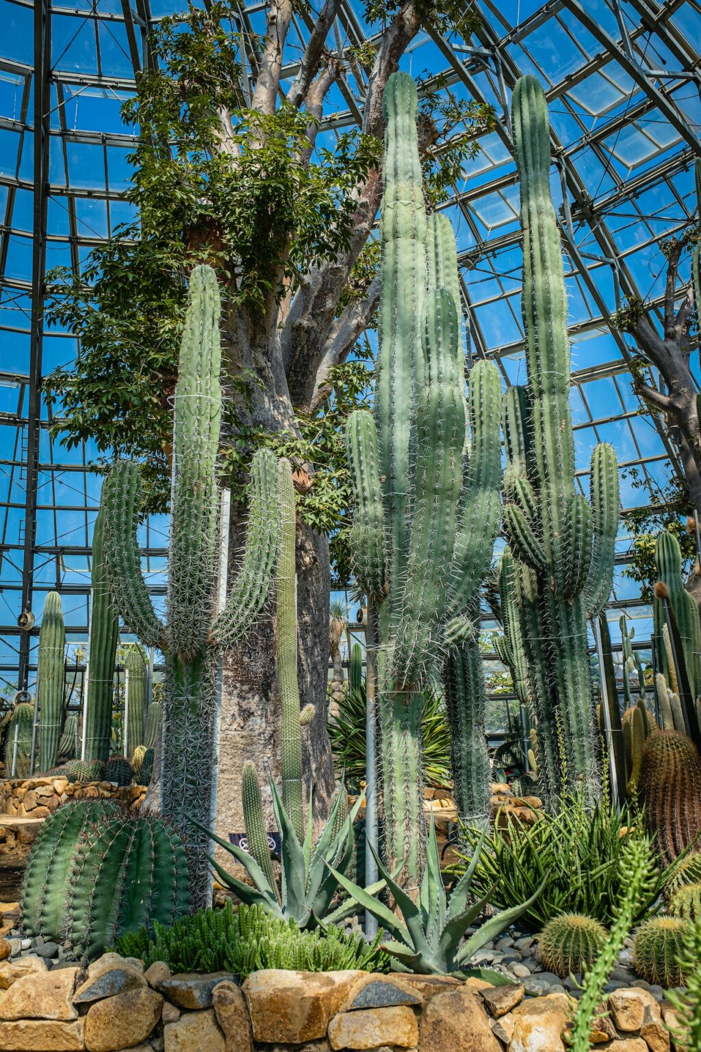 Inexpensive Desert Landscaping Ideas for a Refreshing, Sunny Paradise ...
