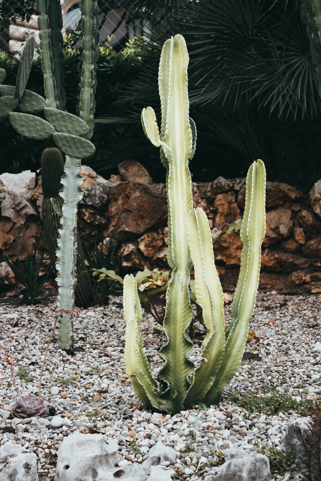 Inexpensive Desert Landscaping Ideas for a Refreshing, Sunny Paradise ...