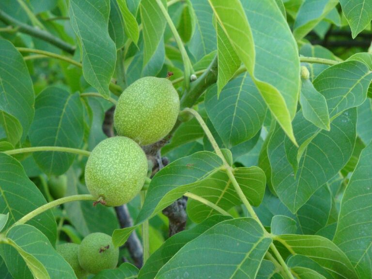 How To Grow Walnuts In Home Garden - Landscape Fix