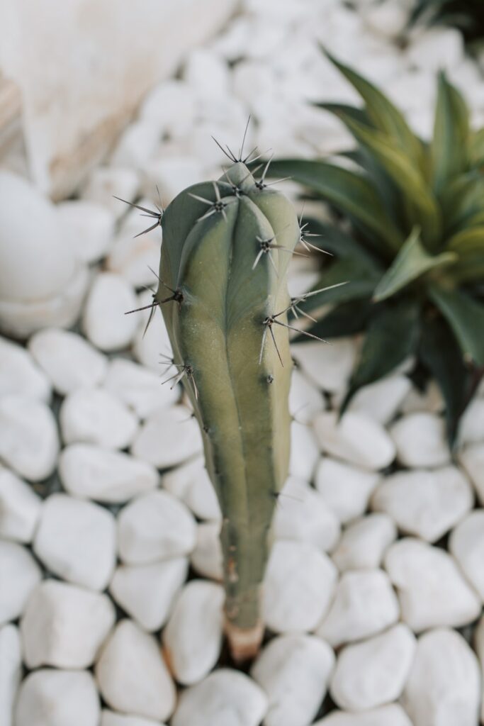 Inexpensive Desert Landscaping Ideas for a Refreshing, Sunny Paradise ...