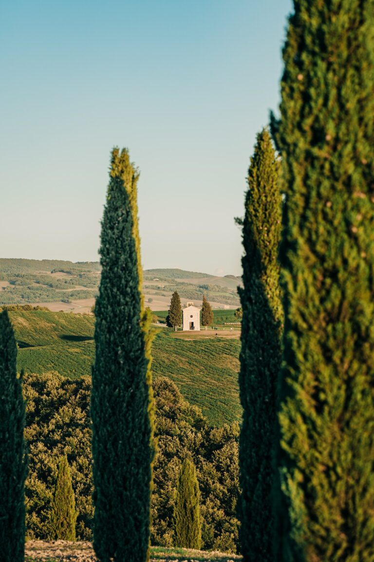 Landscaping with Italian Cypress Trees - Landscape Fix